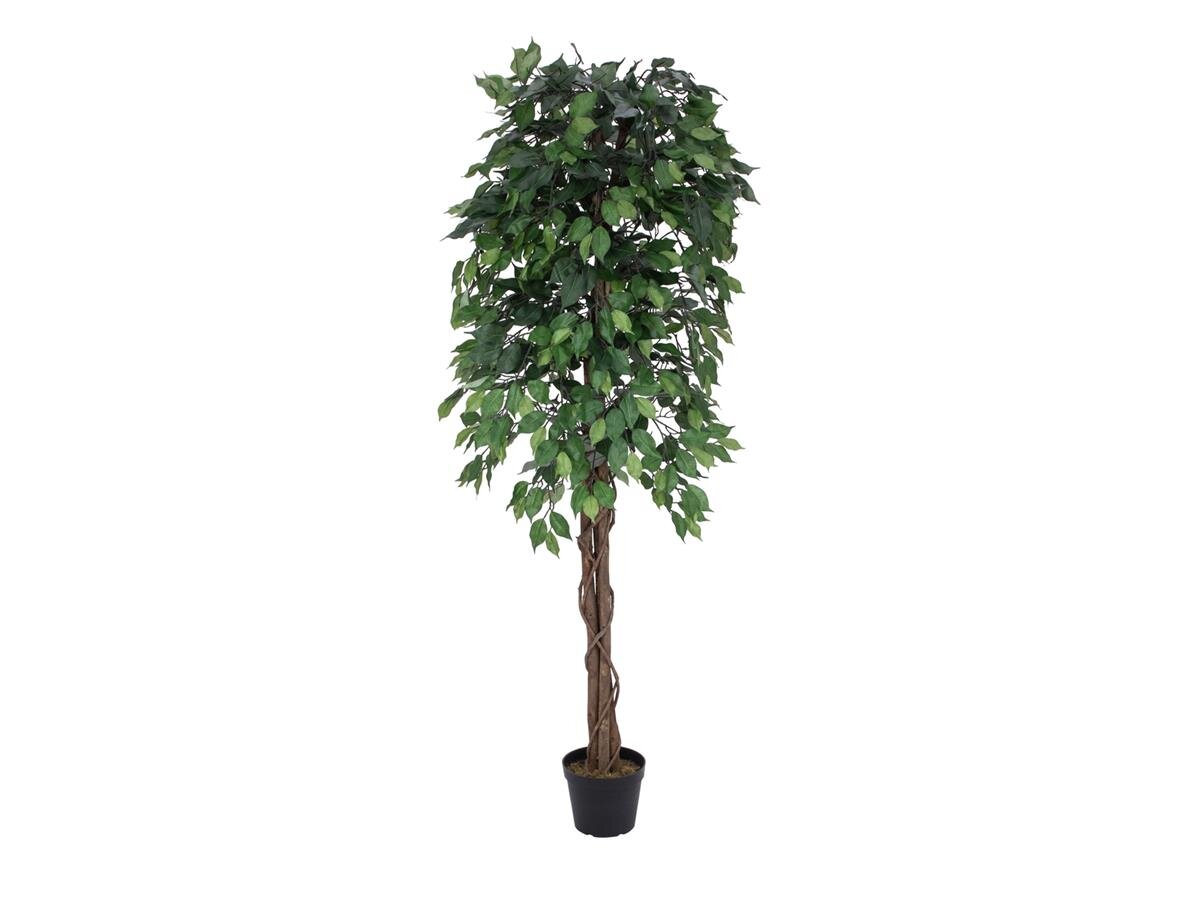 Ficus Tree Multi-Trunk, 180cm, buy cheap @ Show and Stage Berlin